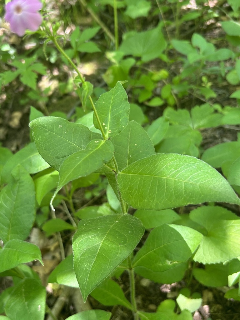 largeleaf phlox (Phlox amplifolia) - Botanical Realm