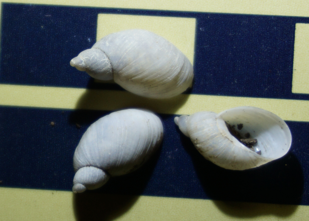 spotted ambersnail (Terrestrial Mollusks of Alabama) · iNaturalist