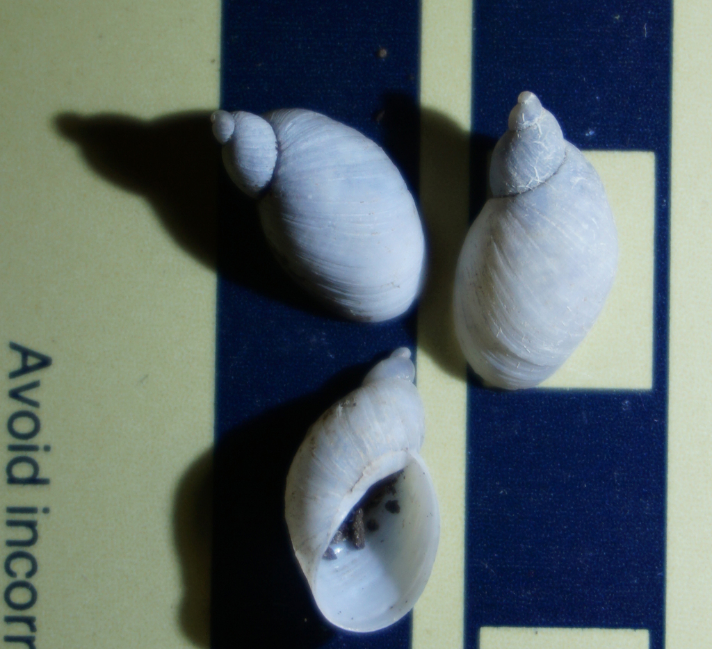 spotted ambersnail (Terrestrial Mollusks of Alabama) · iNaturalist