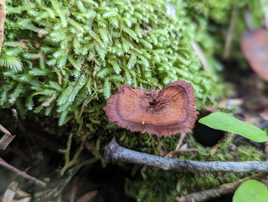 Hymenochaetales from Ngunguru 0173, New Zealand on June 15, 2023 at 11: ...