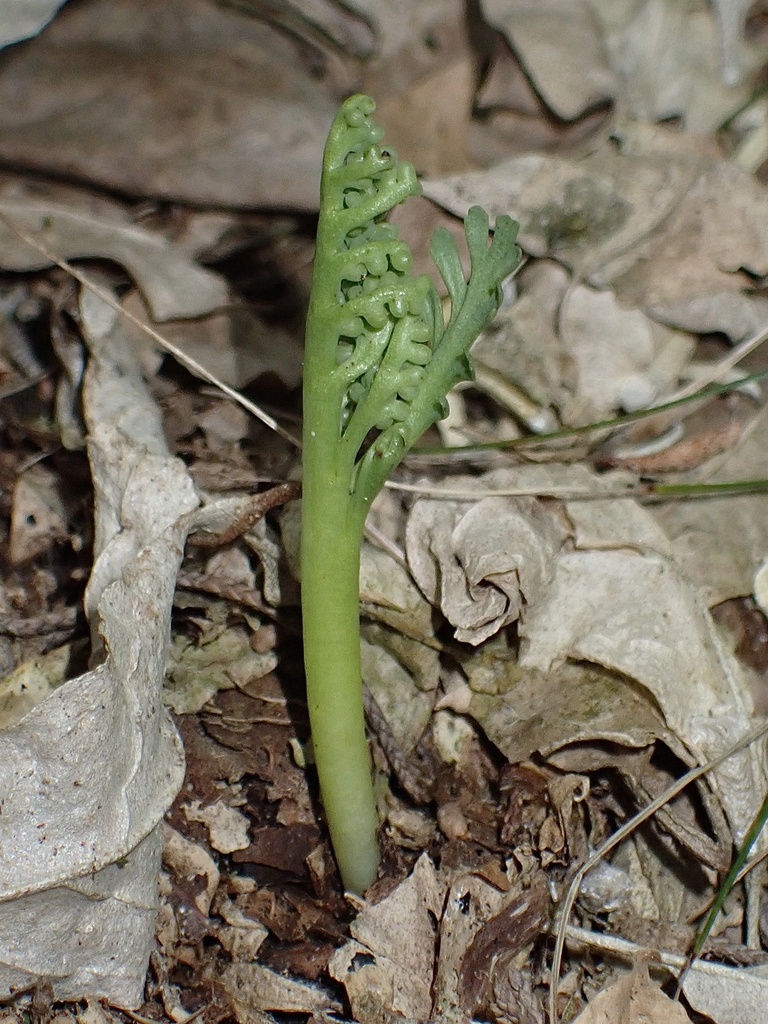 prairie moonwort in May 2023 by ulsterbotany. This is a confirmed new ...