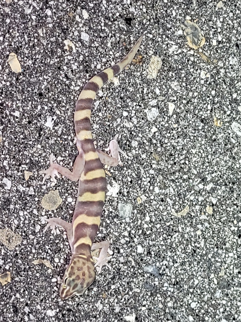 Western Banded Gecko in June 2023 by RJ Baltierra · iNaturalist