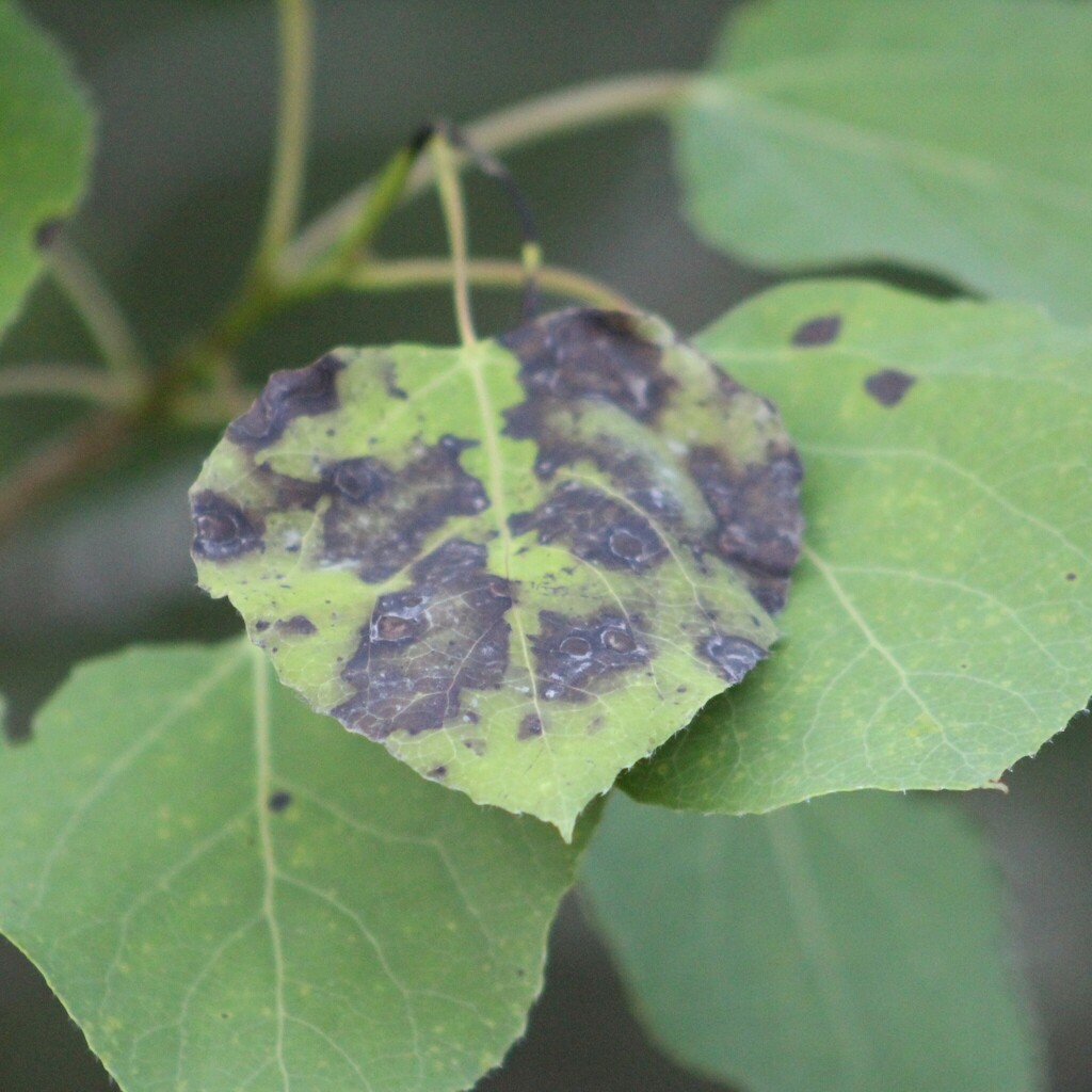 rust fungi from Franklin County, ID, USA on June 12, 2023 at 07:32 AM ...