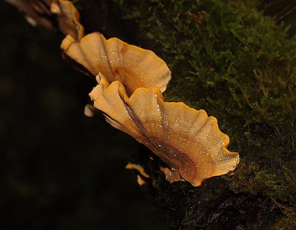 Stereum from Gembrook VIC 3783, Australia on June 9, 2023 at 11:36 AM ...