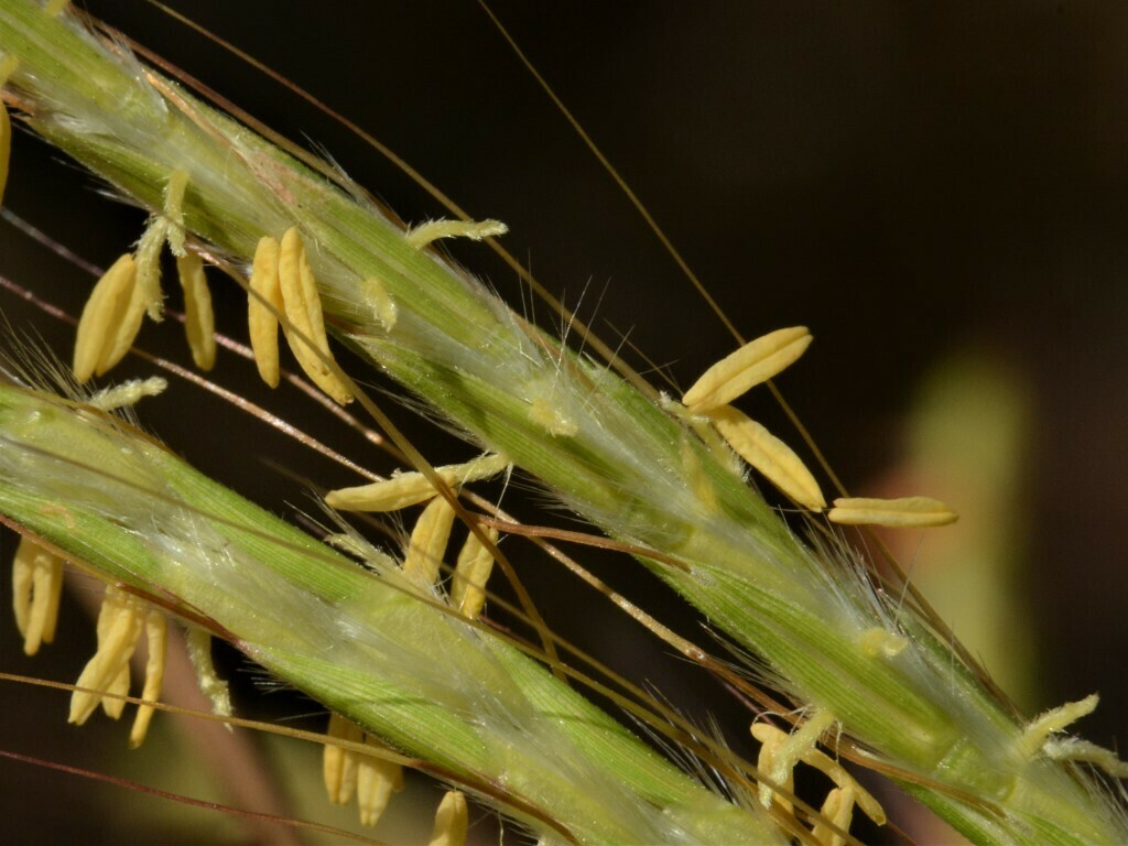 Gamba Grass from Girraween NT 0836, Australia on June 11, 2023 at 01:41 ...