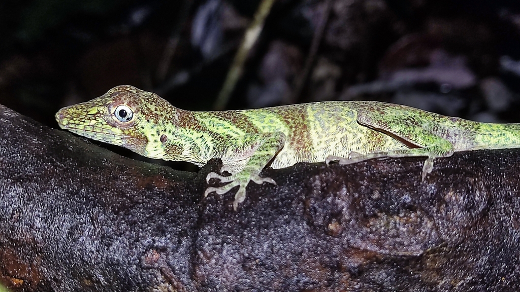 Banded Tree Anole in December 2022 by Wildlife Tours Peru, Christoph ...
