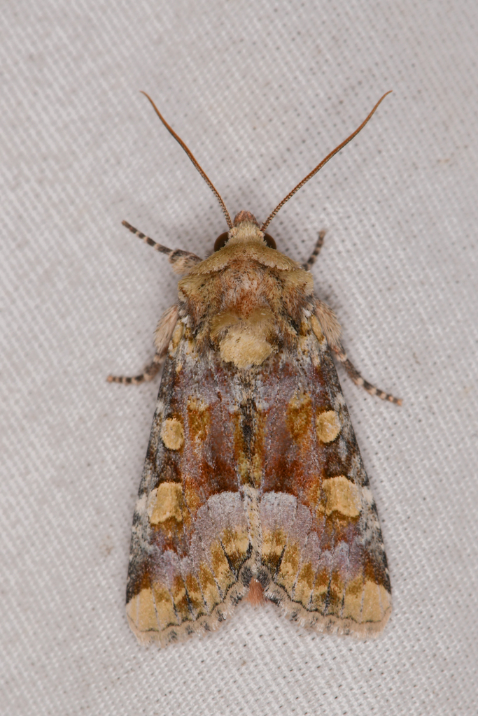 Violet Brocade Moth from Kern County, CA, USA on June 14, 2023 at 06:35 ...