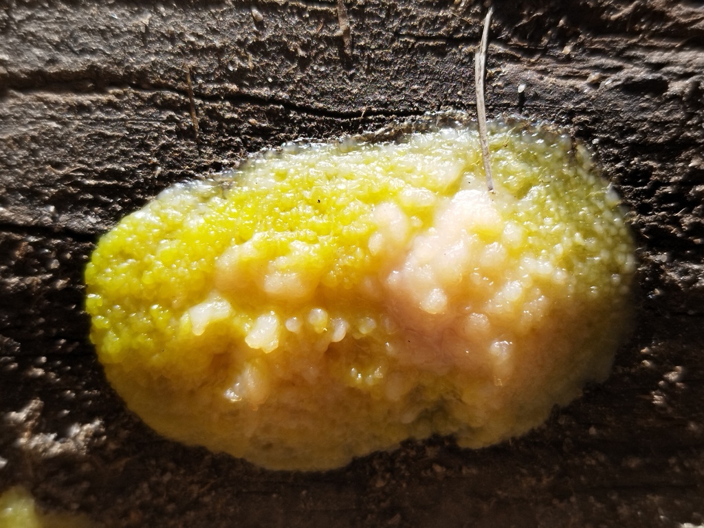 true slime molds from San Francisco Tetlanohcan Municipality, Tlaxcala ...