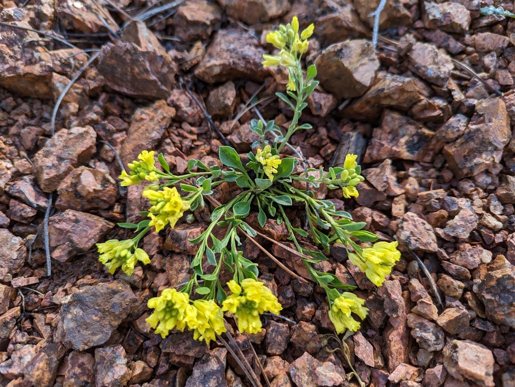 Mountain Bladderpod from Pine, CO 80470, USA on June 14, 2023 at 10:13 ...