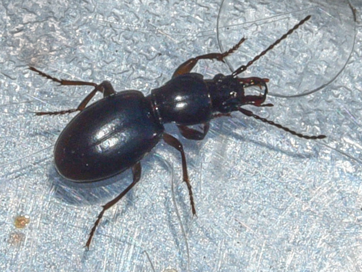 Promecognathus from Sonoma County, CA, USA on December 08, 2018 at 10: ...