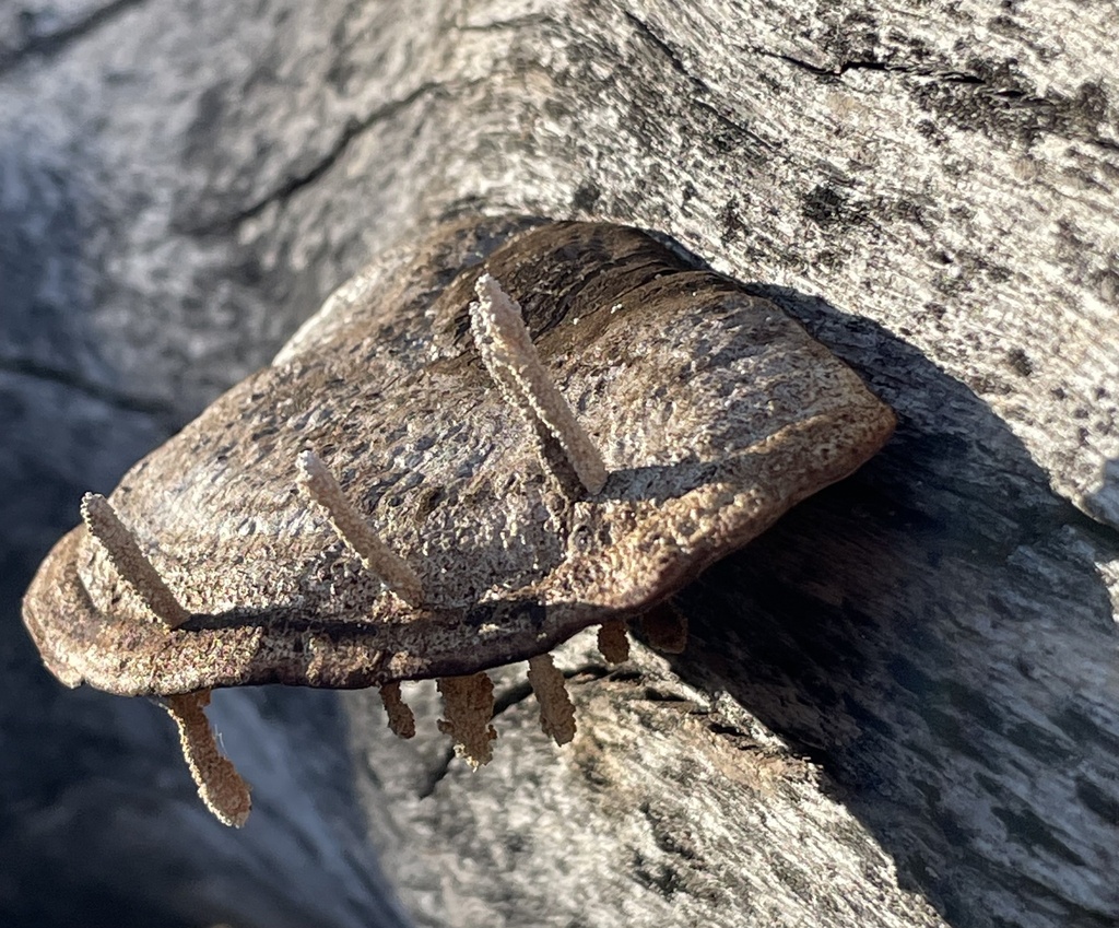 Insects from Dotswood, QLD, AU on June 15, 2023 at 08:32 AM by suecee ...