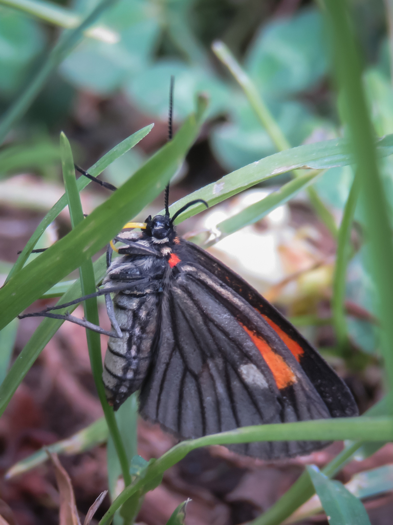 Ennominae from Costa Azul, Suba, Bogotá, Bogota, Colombia on June 7 ...