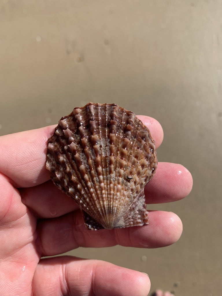 Livid Fan Scallop from Urunga, NSW, AU on June 15, 2023 at 10:36 AM by ...