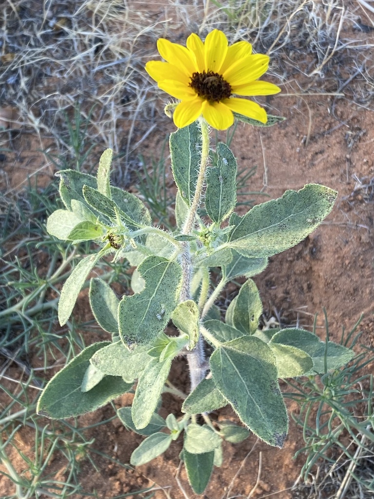 Sunflower Rust from SR-98, Page, AZ, US on June 10, 2023 at 07:54 PM by Elliott Gordon ...