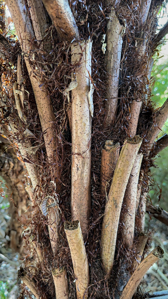 scaly tree ferns from Kerikeri, New Zealand on June 14, 2023 at 02:59 ...