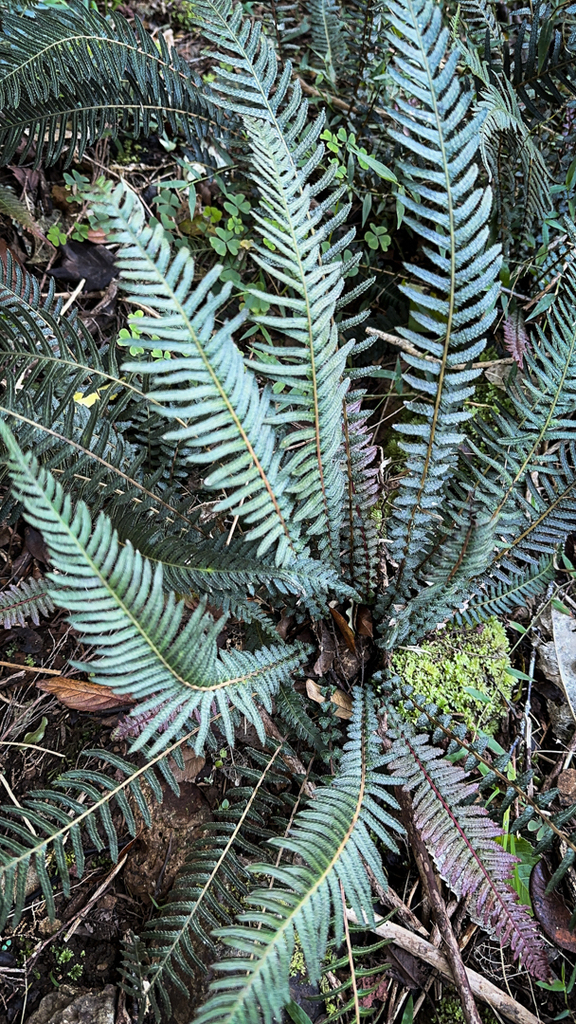 Rasp fern from Kerikeri, New Zealand on June 14, 2023 at 02:59 PM by ...