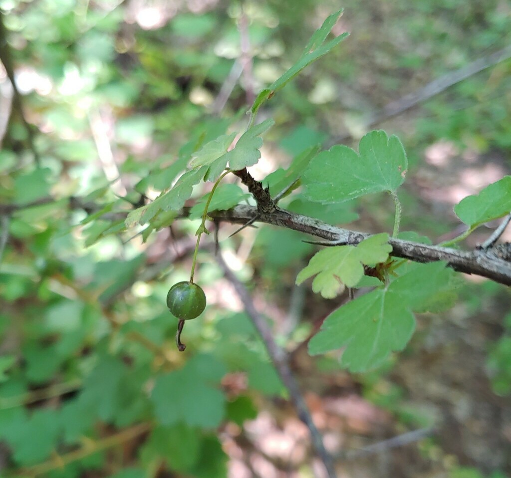 Granite Gooseberry from Dekalb County, GA, USA on June 13, 2023 at 10: ...