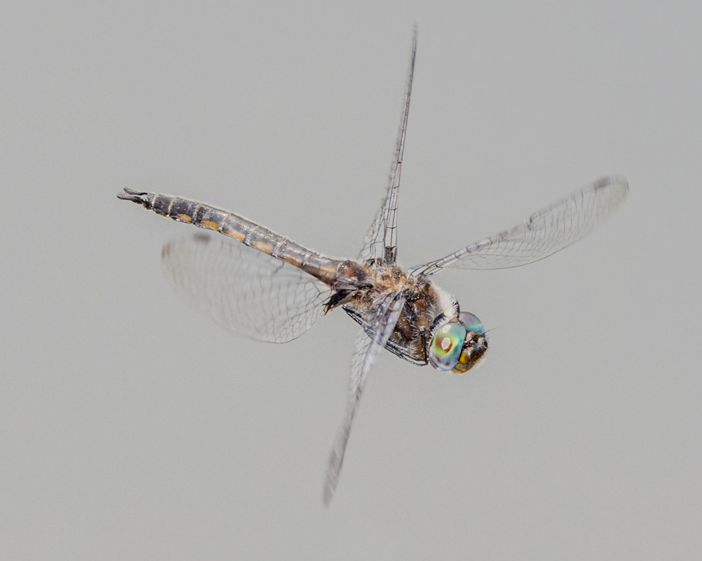 Common Baskettail from Dupage County, IL, USA on June 14, 2023 at 11:53 ...