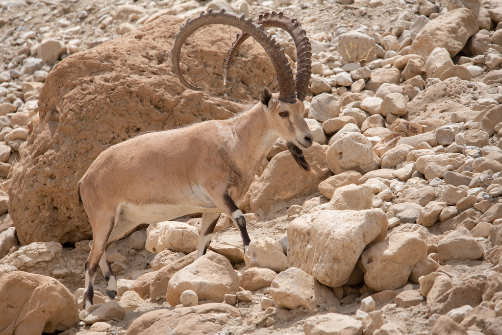 Nubian Ibex in May 2023 by Jing-Yi Lu · iNaturalist