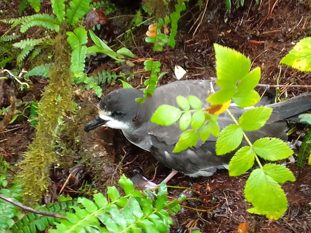 Galápagos Petrel in May 2023 by Oliver Komar. En bosque cerca de su ...