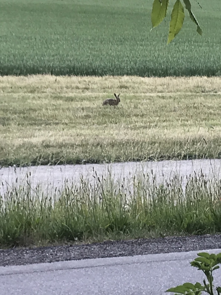 Brown Hare in June 2023 by hestepige · iNaturalist