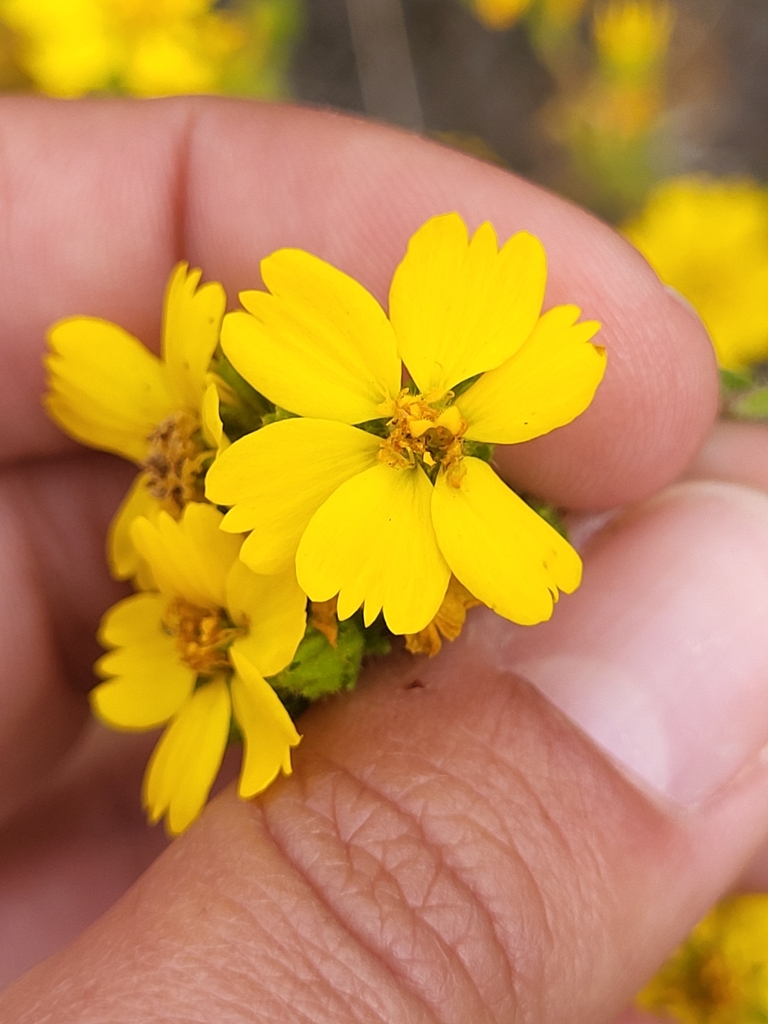 Clustered Tarweed from 22695 B.C., México on June 14, 2023 at 10:27 AM ...