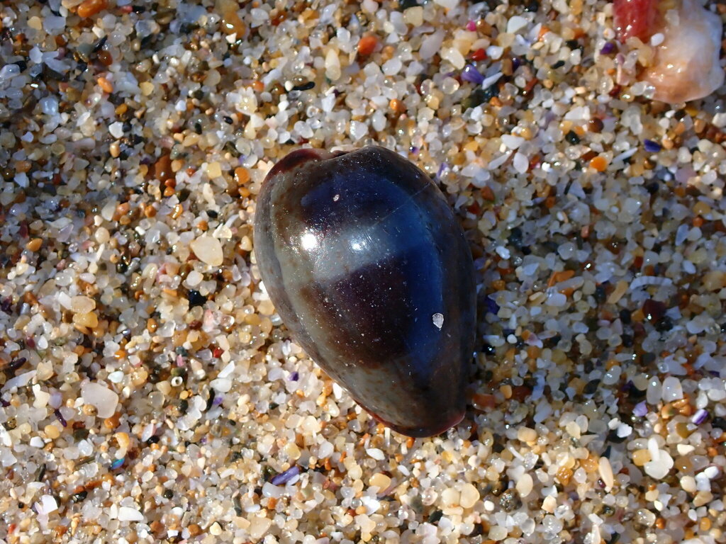 yellow-toothed cowrie from Barcoongere NSW 2460, Australia on June 15 ...