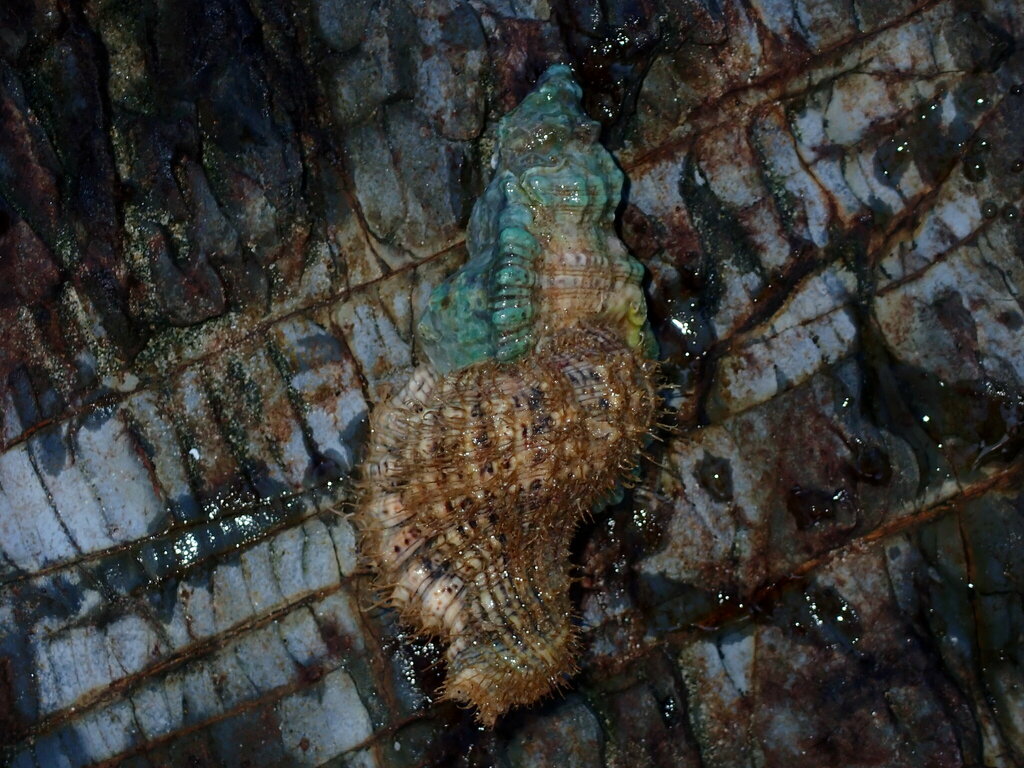 Gold-Mouthed Triton Snail from Barcoongere NSW 2460, Australia on June ...