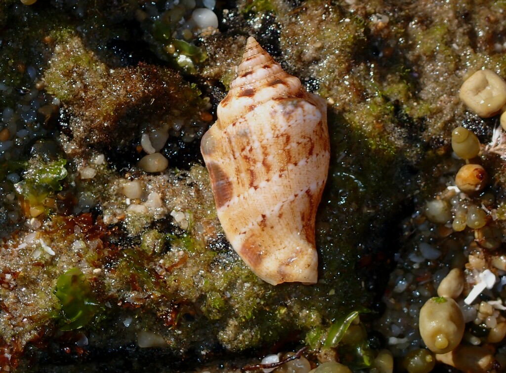 Variable Stromb from Barcoongere NSW 2460, Australia on June 15, 2021 ...