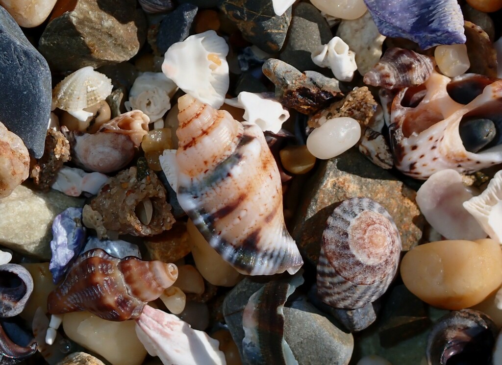 micro conch from Barcoongere NSW 2460, Australia on June 15, 2021 at 09 ...