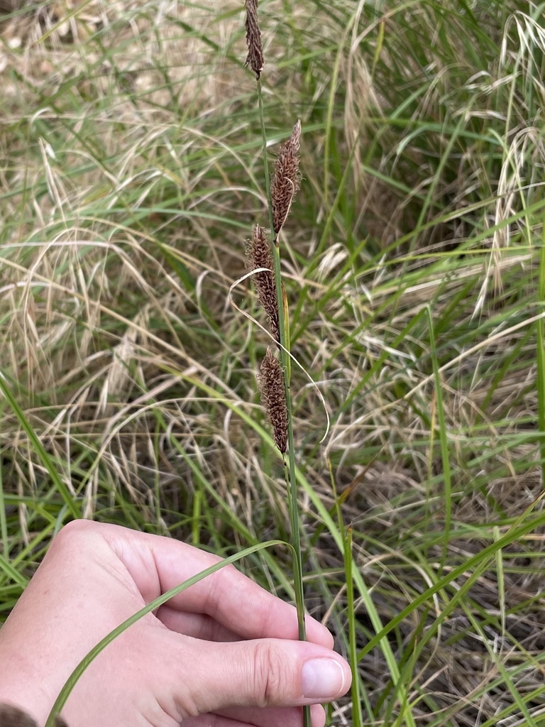 Santa Barbara sedge from Effie Yeaw Nature Center Preserve, Carmichael ...
