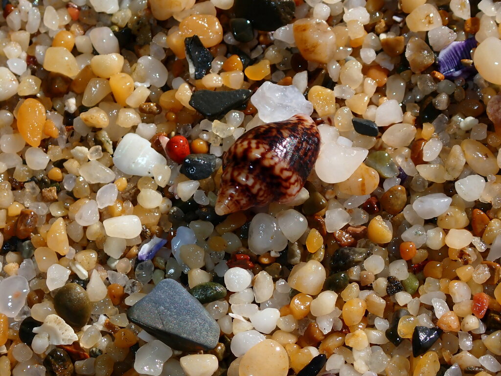 Dotted Dove Shell from Barcoongere NSW 2460, Australia on June 15, 2021 ...