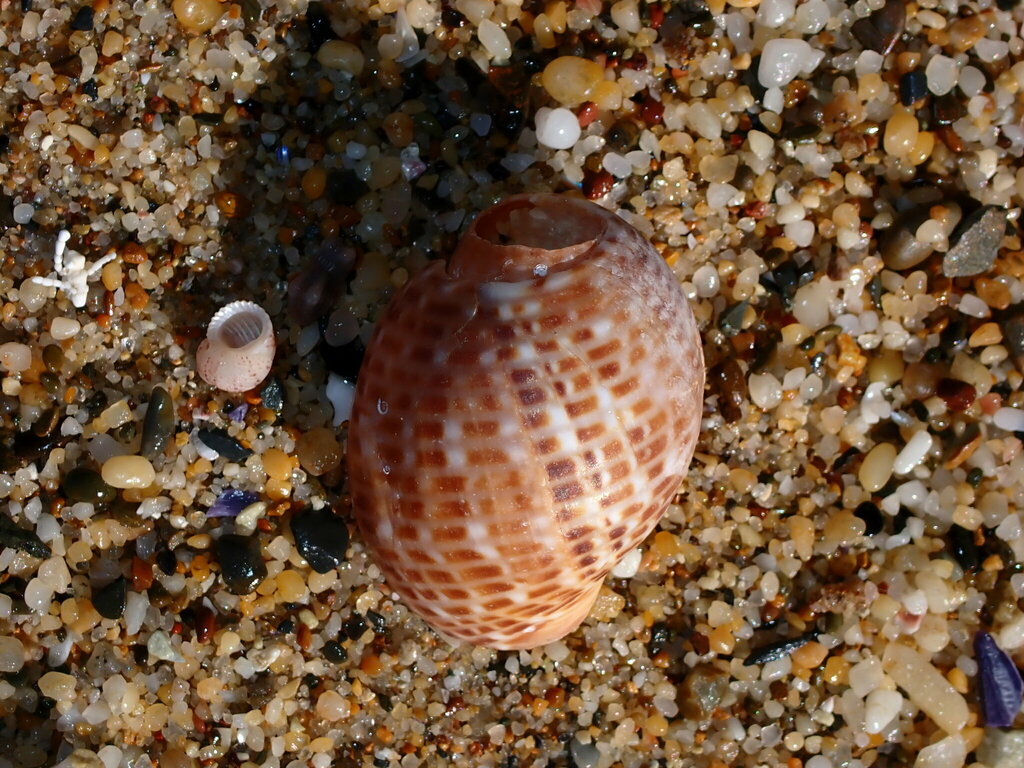 Partridge Tun Snail from Barcoongere NSW 2460, Australia on June 15 ...