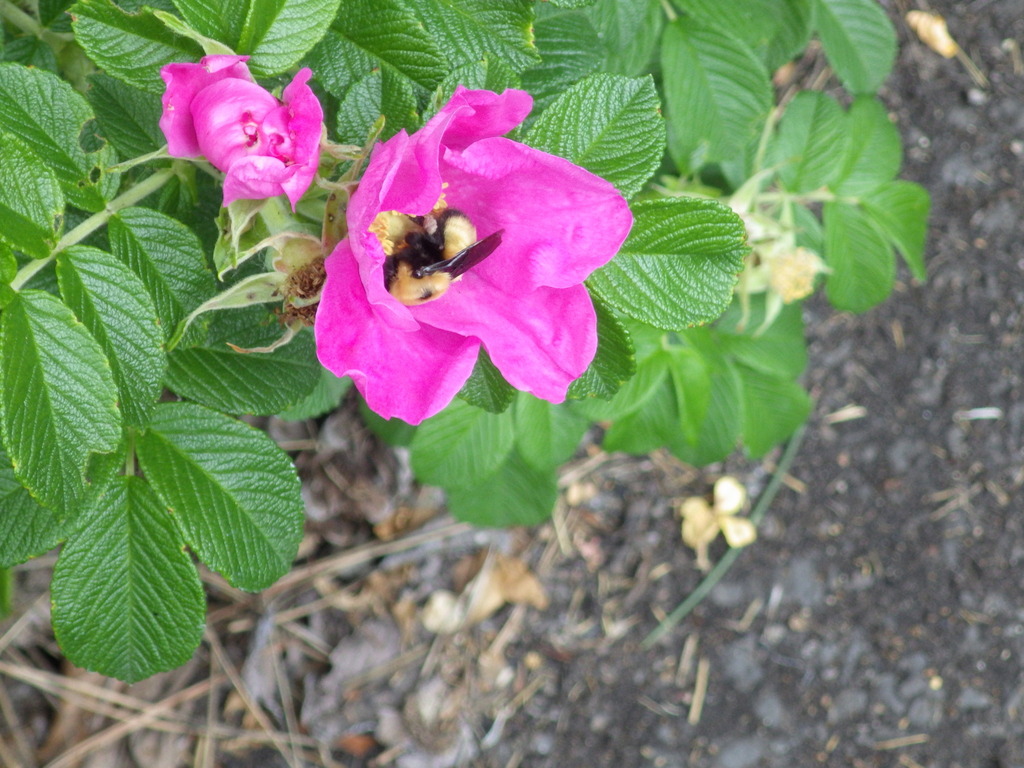 rugosa rose from University District, Spokane, WA, USA on June 14, 2023 ...
