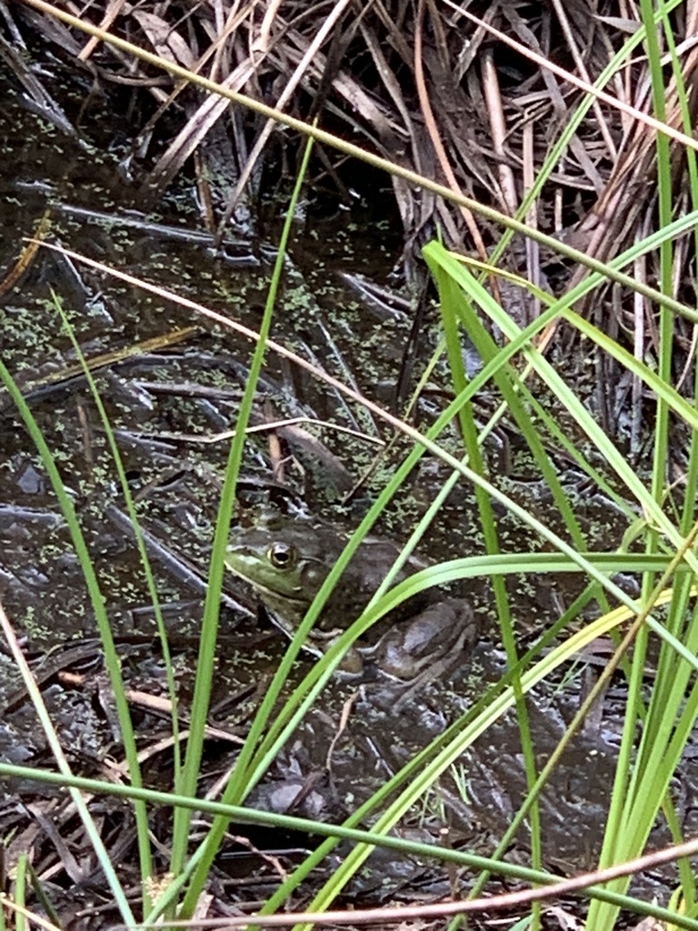 American Bullfrog from Redmond Watershed Preserve, Redmond, WA, USA on ...