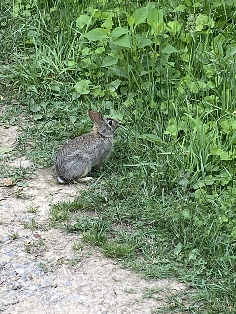Cottontail Rabbits from Pisgah National Forest, Hot Springs, NC, US on ...