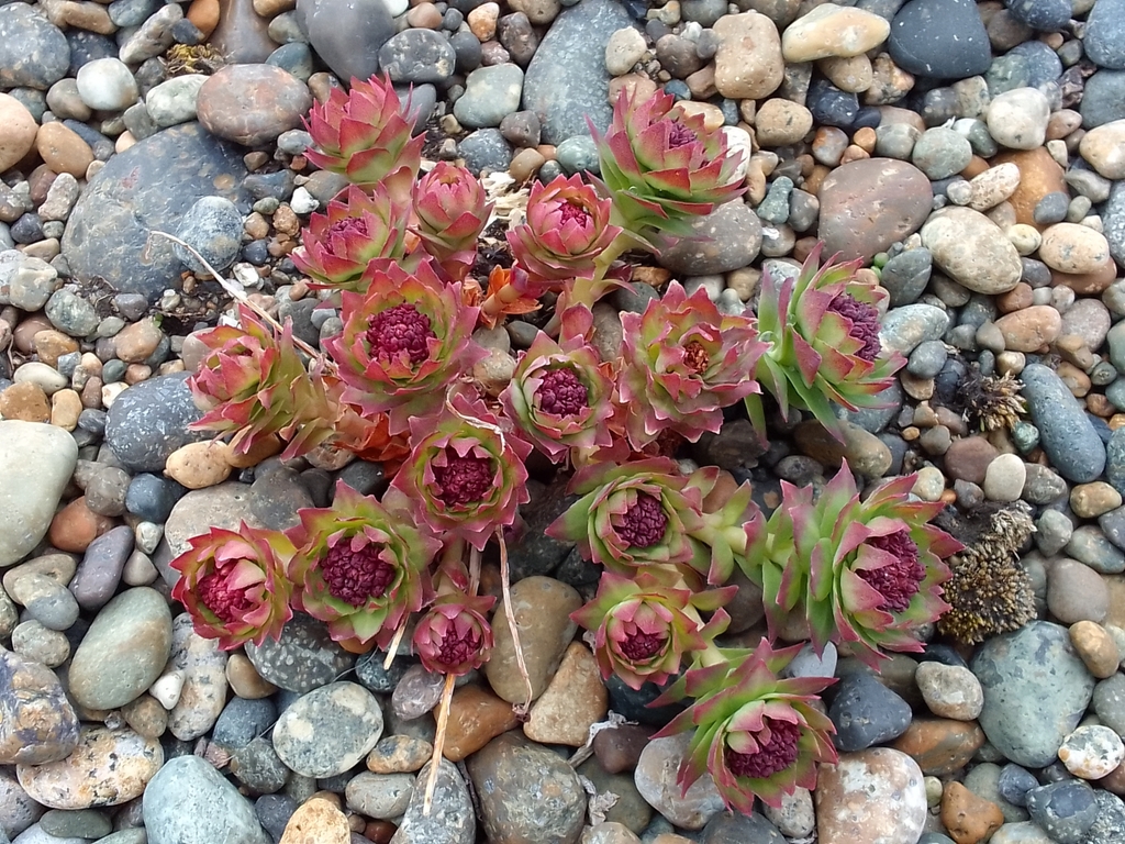 western roseroot from Gambell Airport, Gambell, AK 99742, USA on June 9 ...