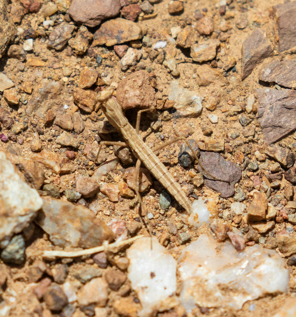 Pacific Ground Mantis from Chase Pond Road, Mount Diablo, Contra Costa ...