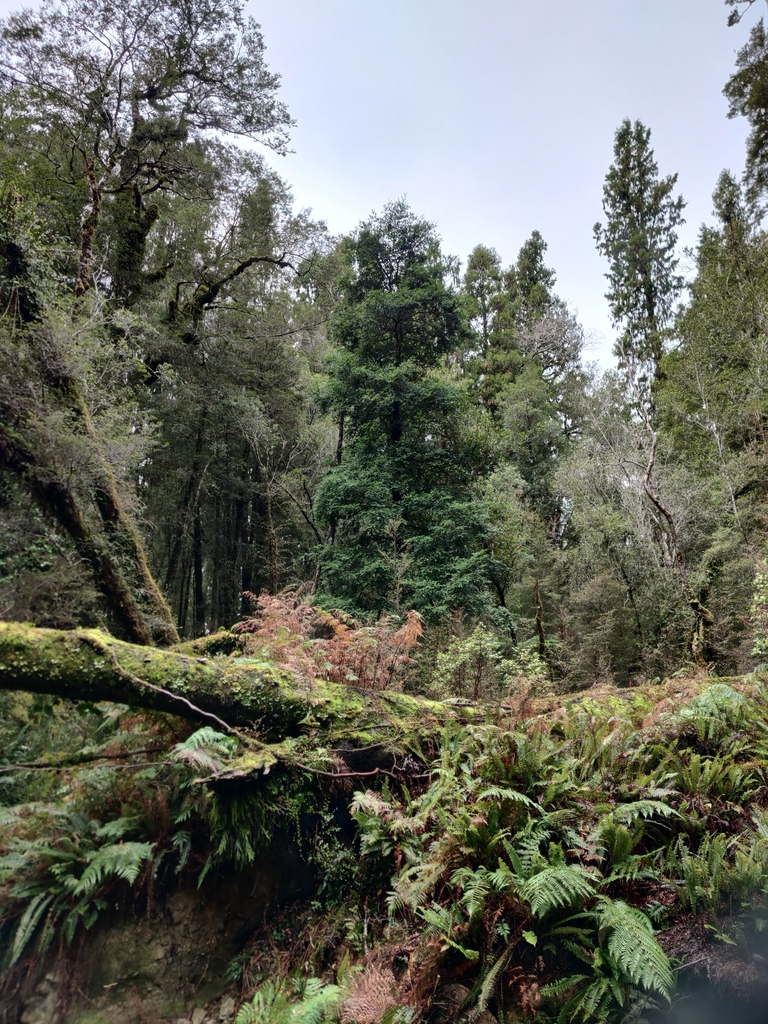 Miro from Conservation Area - Arawhata, NZ-WC-WL, NZ-WC, NZ on June 15 ...