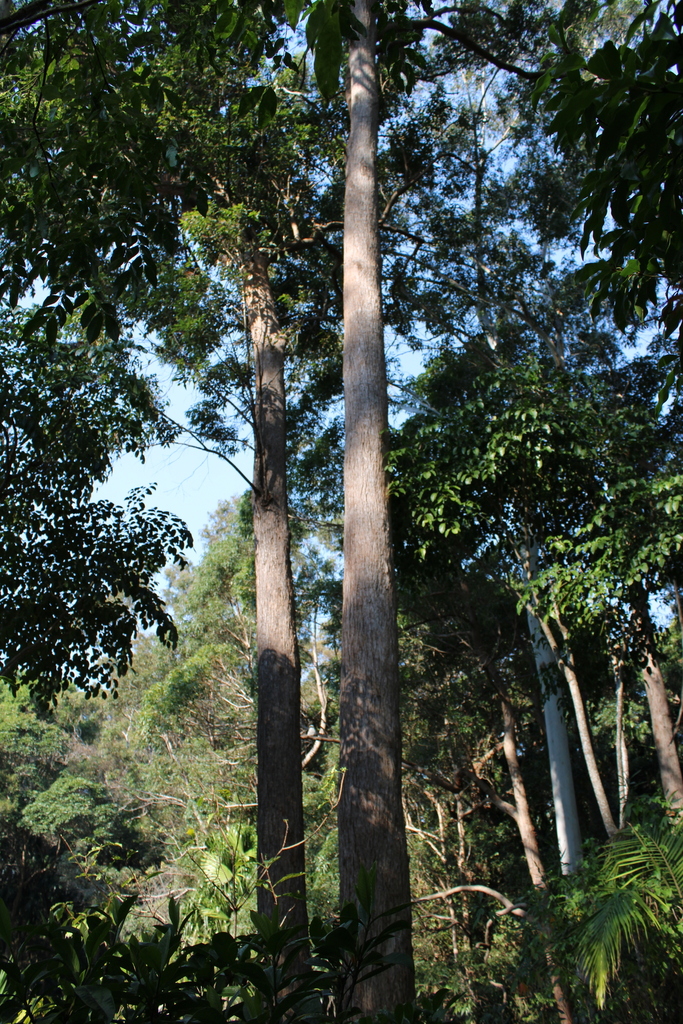 Tallowwood from Smiths Lake NSW 2428, Australia on June 15, 2023 at 12:33 PM by Dr Pamela ...