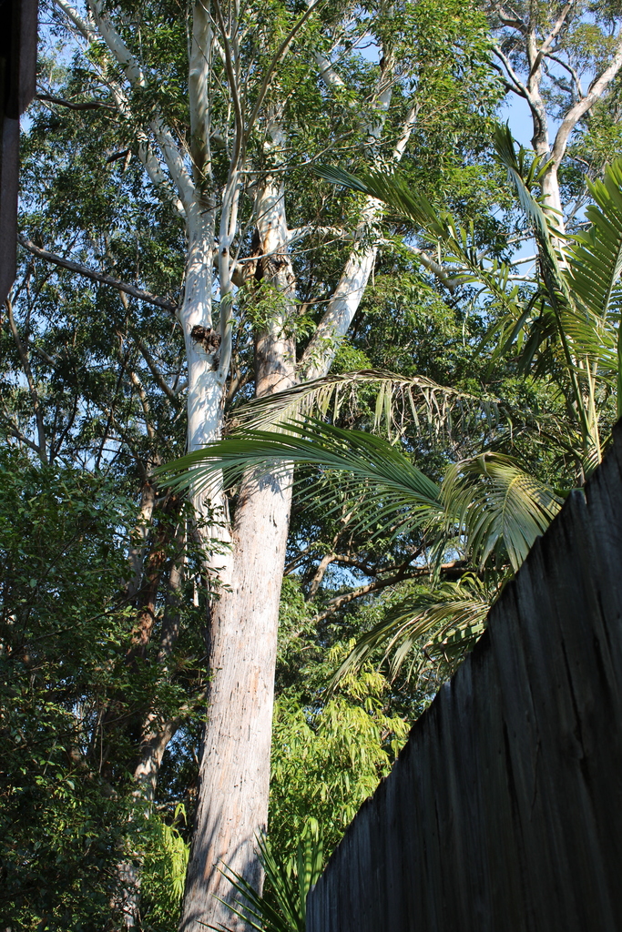 Blackbutt from Smiths Lake NSW 2428, Australia on June 15, 2023 at 12:37 PM by Dr Pamela ...