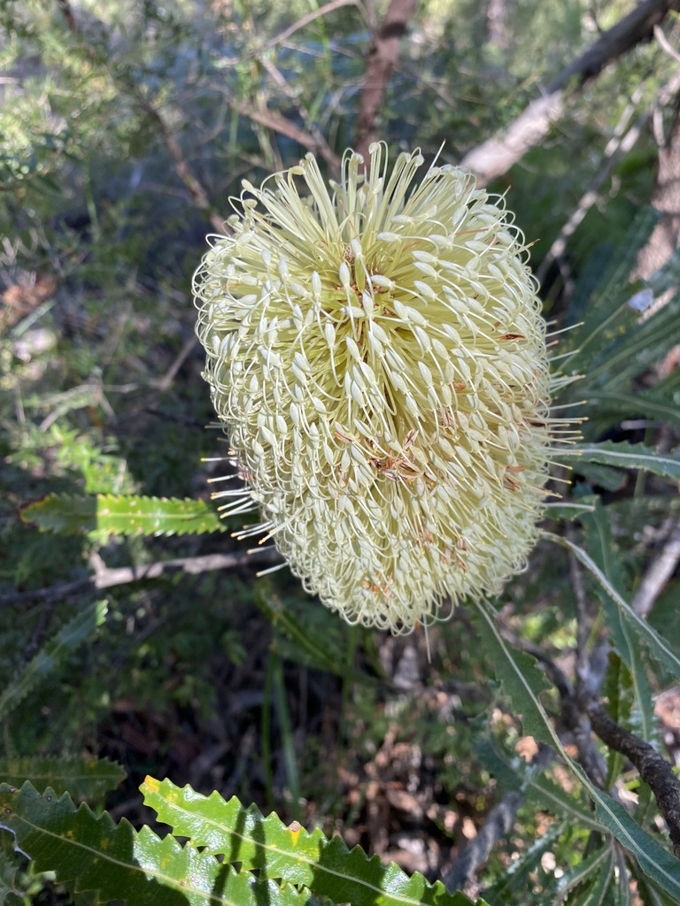 Wallum banksia from Naree Budjong Djara National Park, North Stradbroke ...