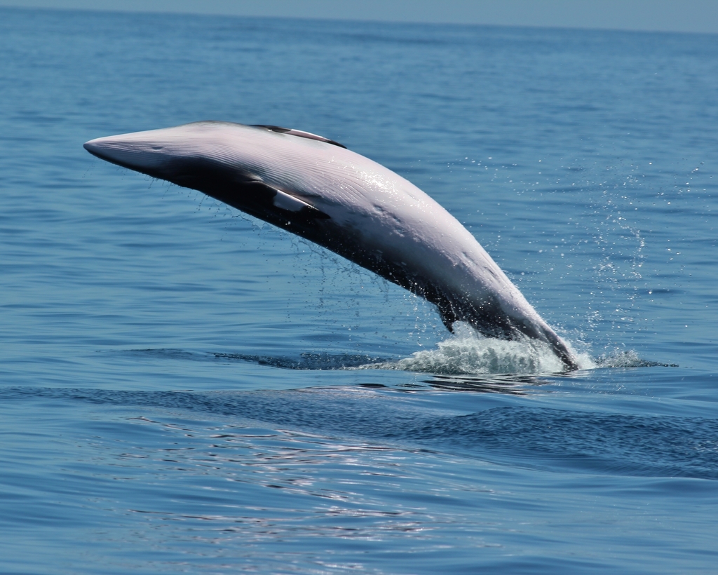 Common Minke Whale (Balaenoptera acutorostrata) - Know Your Mammals