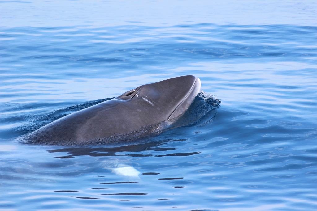Common Minke Whale (Balaenoptera acutorostrata) - Know Your Mammals