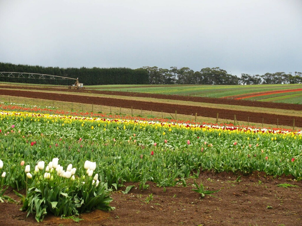 tulips from Table Cape TAS 7325, Australia on September 28, 2010 at 12: ...