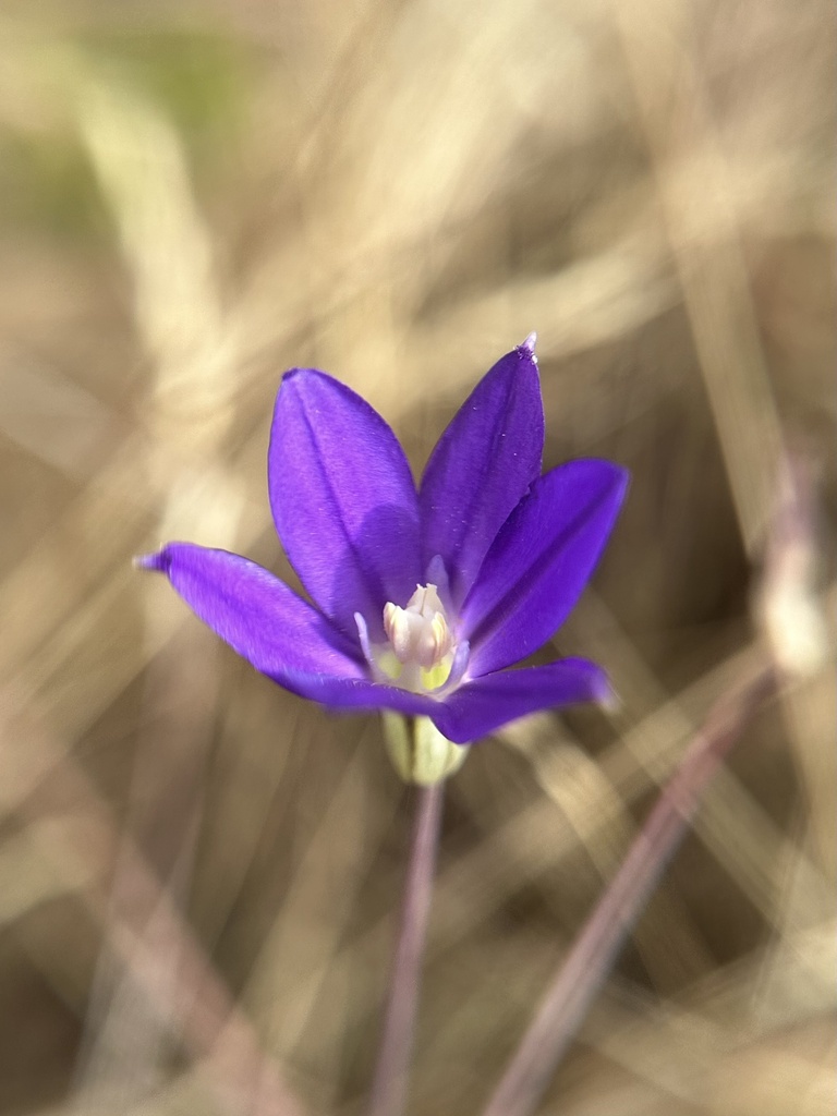 thread-leaved brodiaea in June 2023 by smfang · iNaturalist