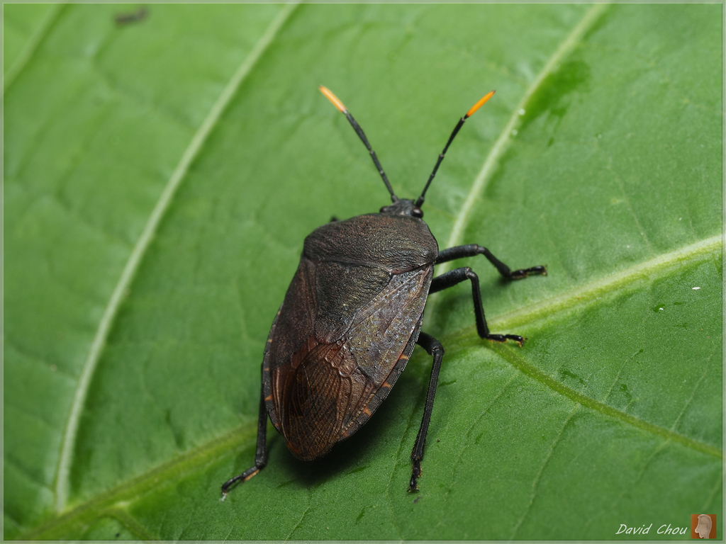 Coridius chinensis from 台灣新竹縣 on June 4, 2023 at 11:50 AM by 周業偉 ...