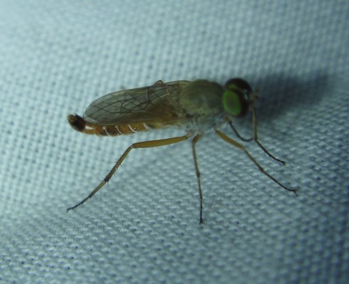 Mosca de estilete (Lysilinga aurantiaca)