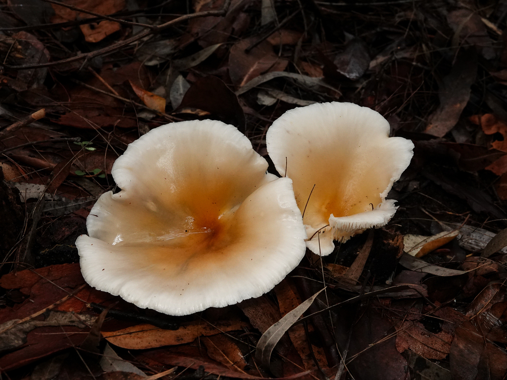 ghost fungus from Sydney NSW, Australia on April 30, 2023 at 10:43 AM ...