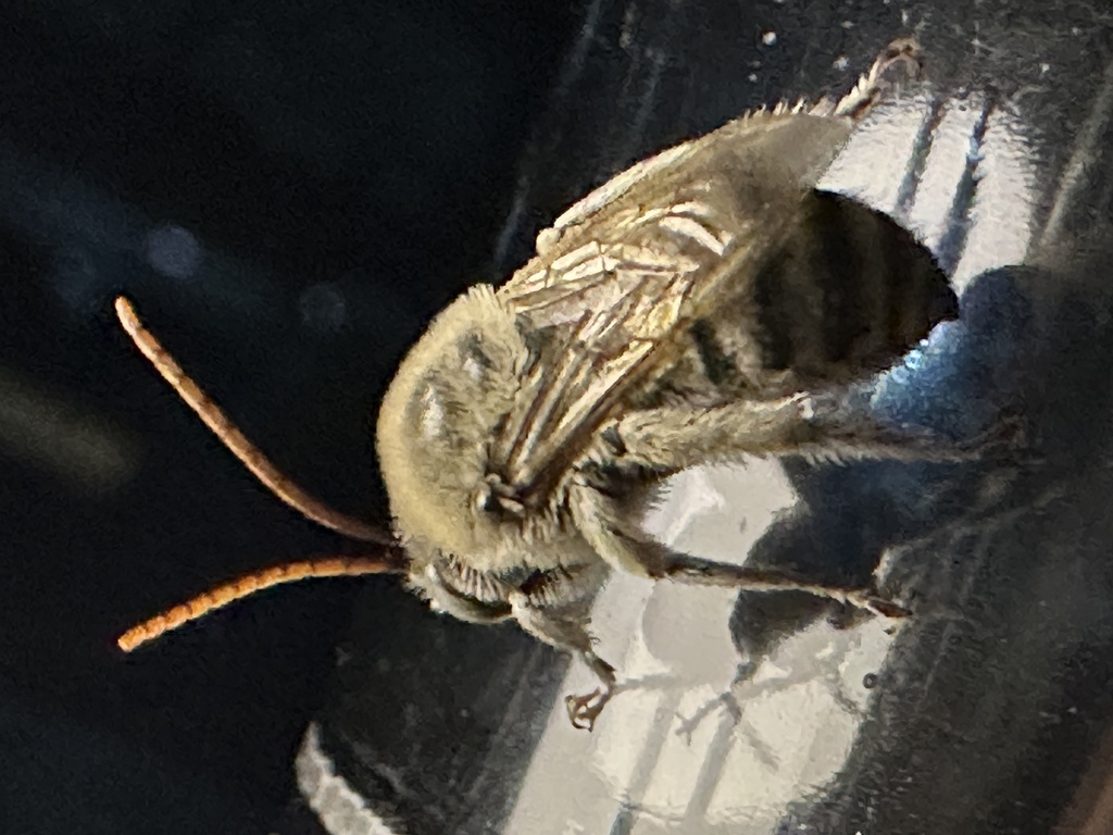 Longhorn Bees from Camping Melissi, Παραλία Συκιάς, Κεντρική Μακεδονία ...